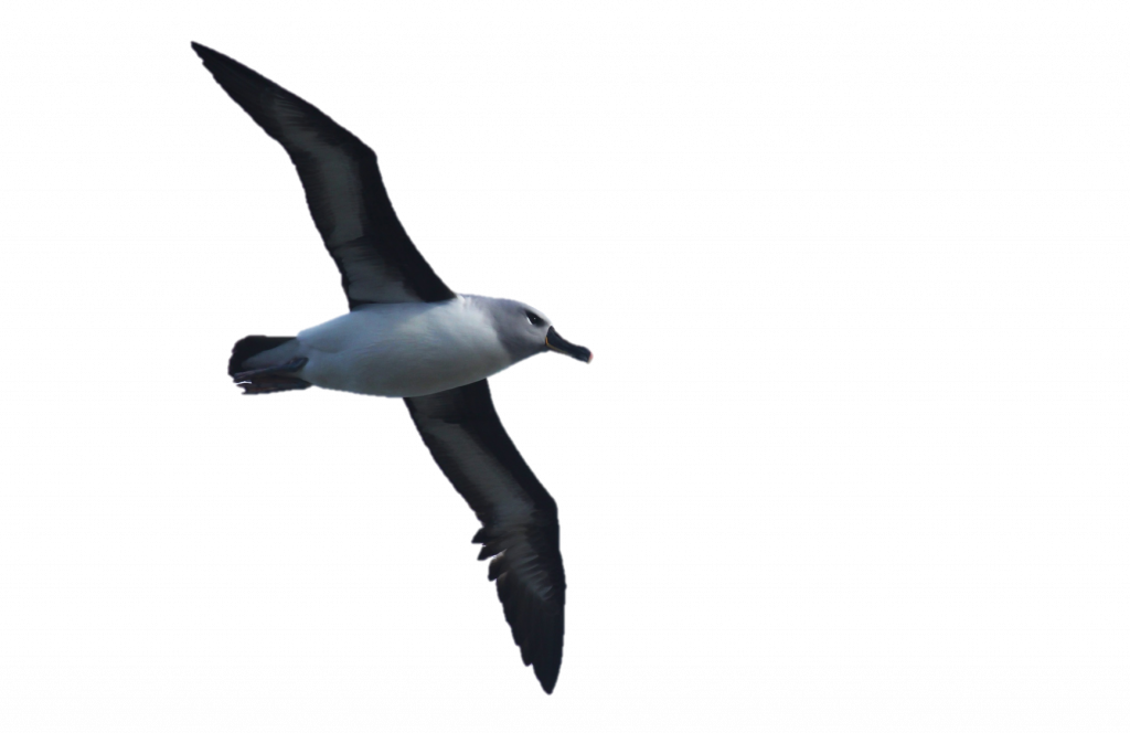 Black Wings Albatross Billed Bird Free Download PNG Transparent ...