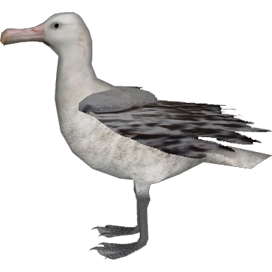 Albatross Bird Image Download Hd. PNG Transparent Background 383x383px ...