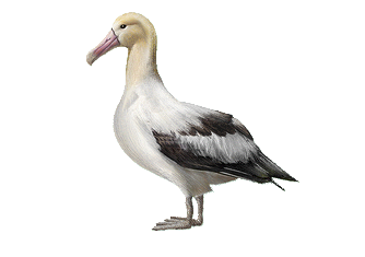 Albatross PNG Vector Images with Transparent background - TransparentPNG