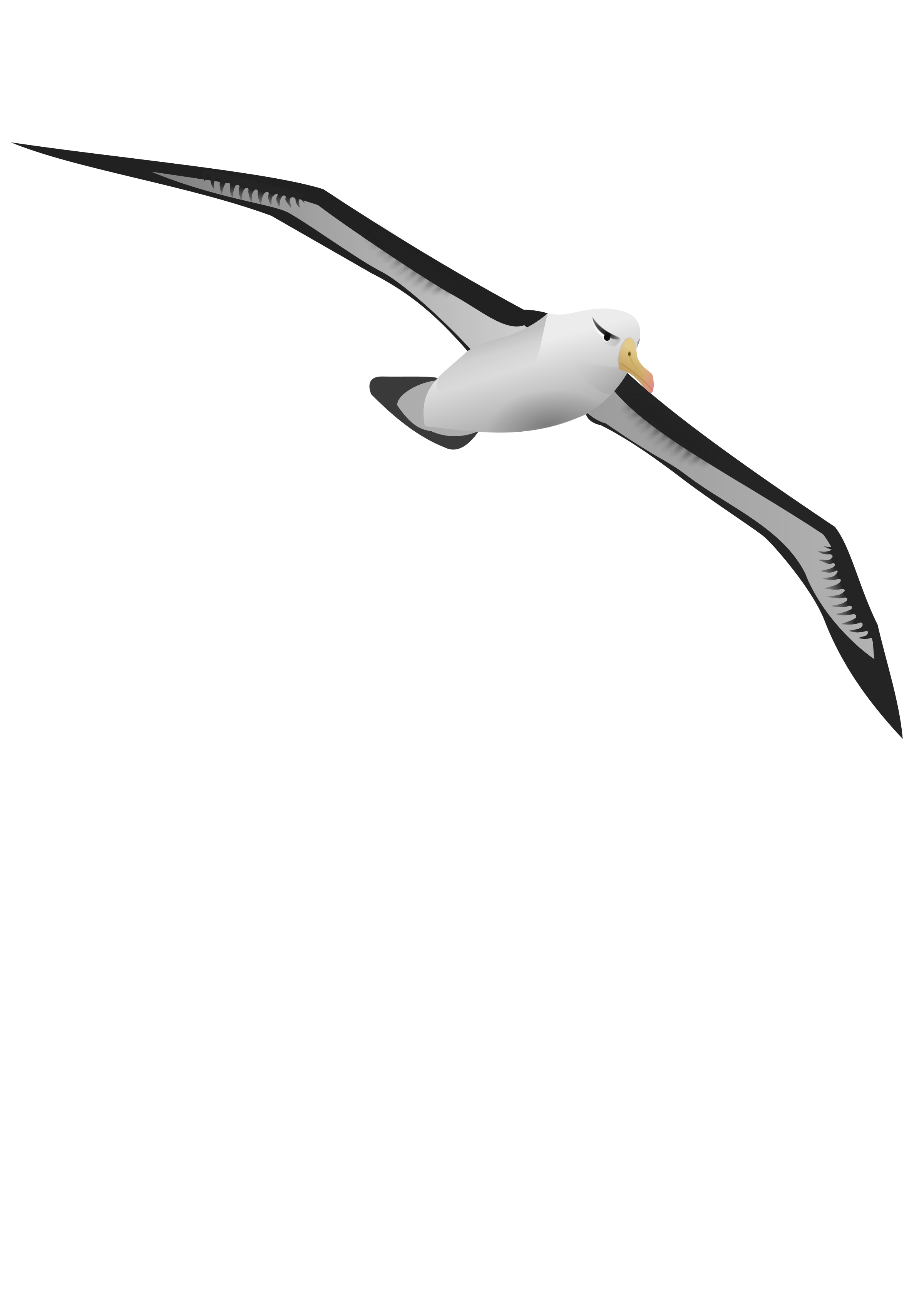 Albatross Clipart Download PNG Transparent Background 2400x3394px ...