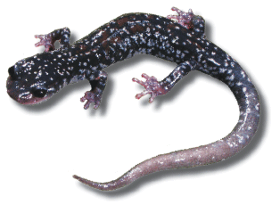 Creeping Star Patterned Black Frog Amphibian Photo PNG Transparent ...