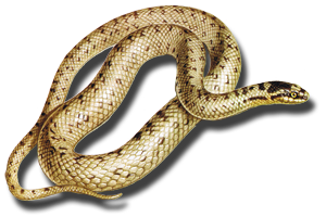 Colors Are White And Yellow Anacondas, Marsh Snake, Bull Snake PNG ...