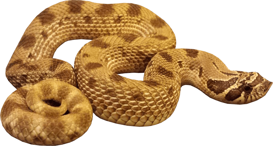 Yellow Anaconda , Hunt, Hunting, Poisonous Snakes PNG Transparent ...