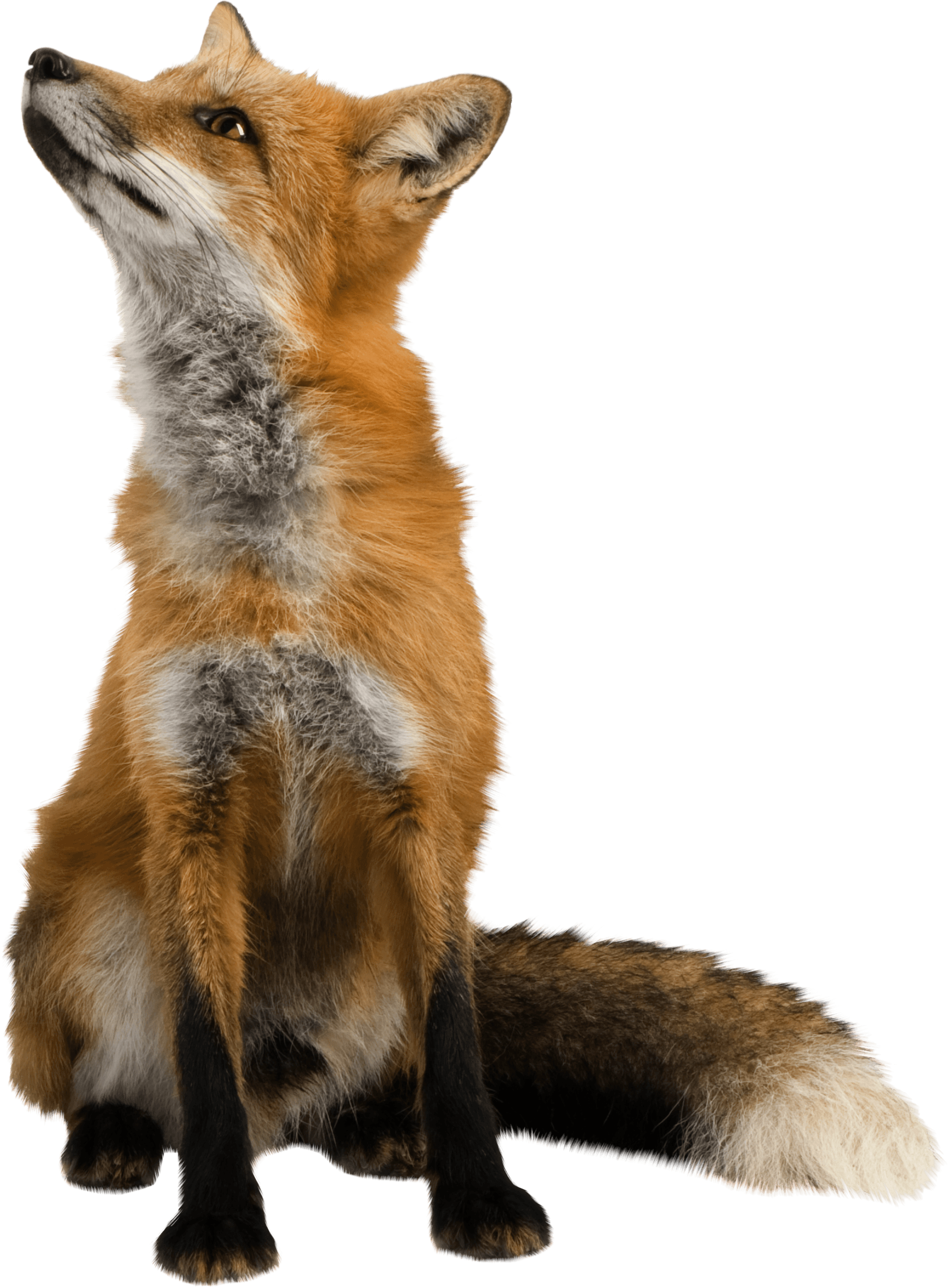Fox Animal Staring Into Air Photos PNG Transparent Background ...