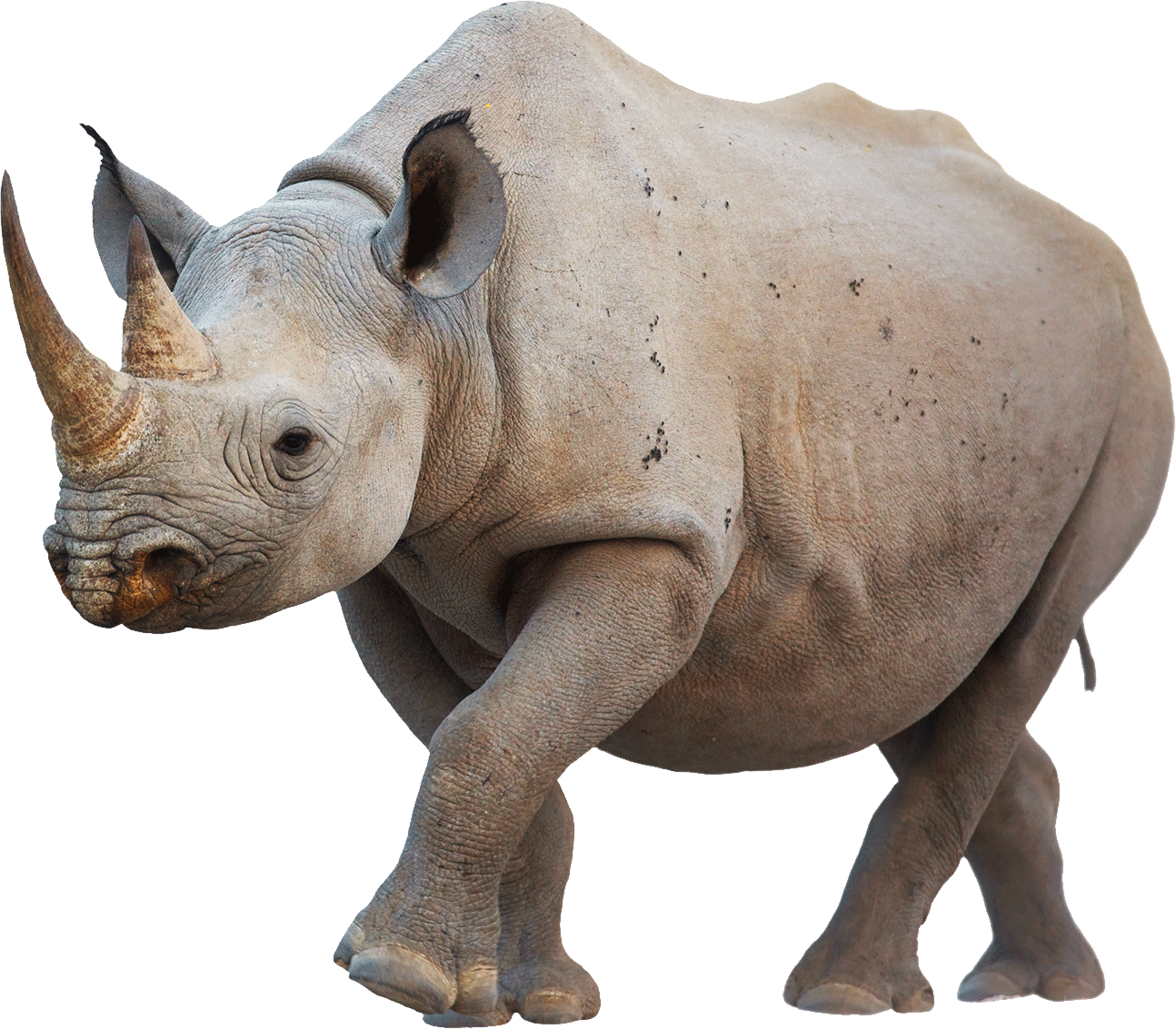 Download ANiMAL Free PNG transparent image and clipart