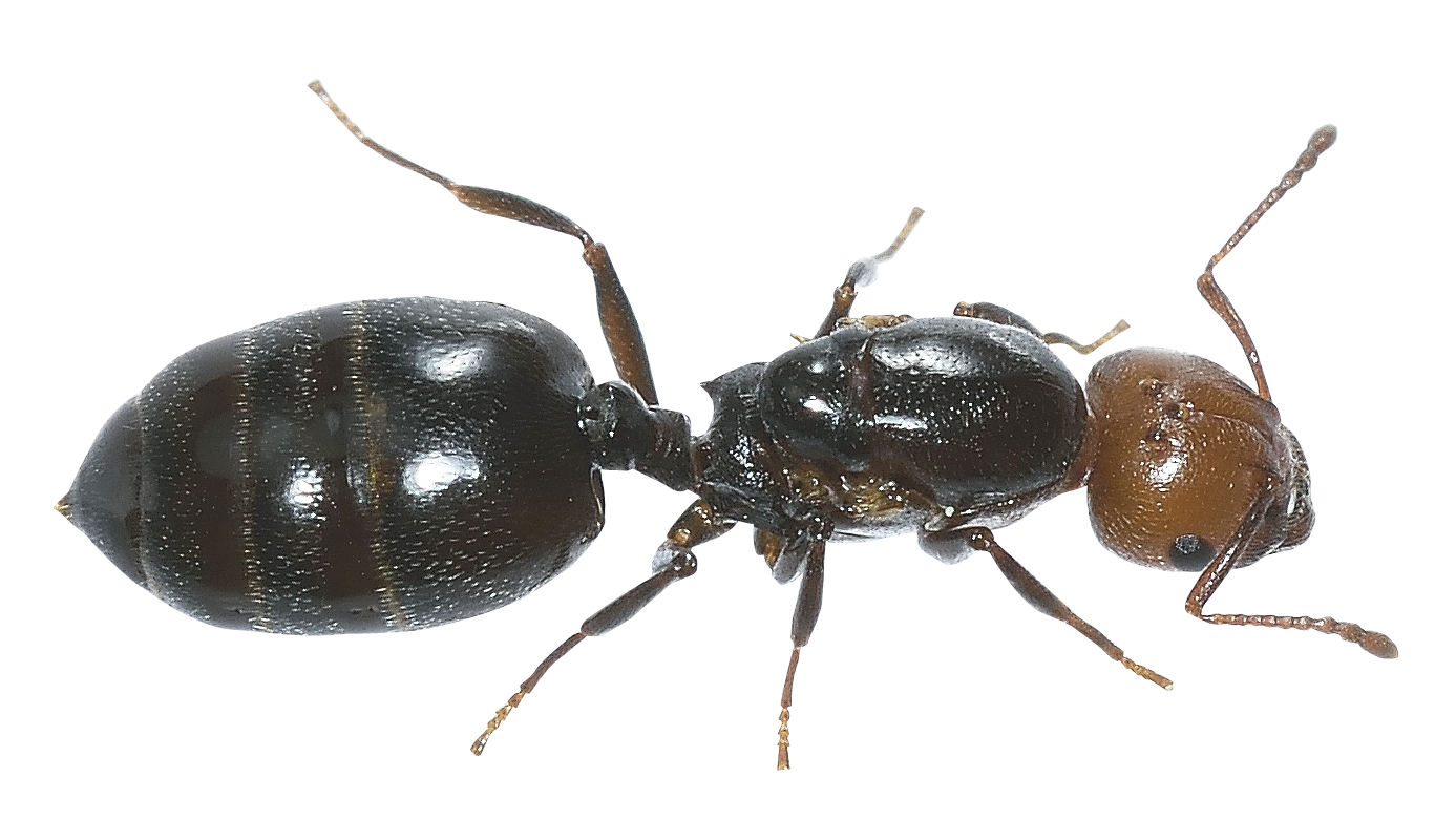Greater Yellow Headed Ant PNG Transparent Background 1387x800px ...