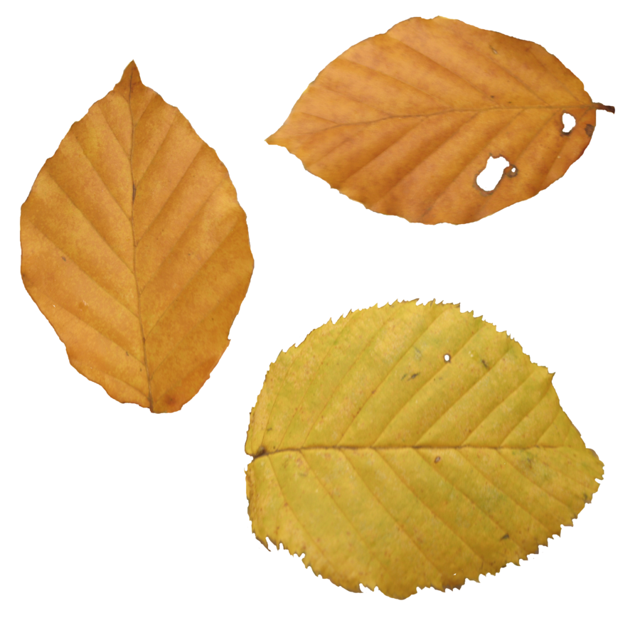 Autumn Leaves Simple PNG Transparent Background 900x900px - Filesize ...