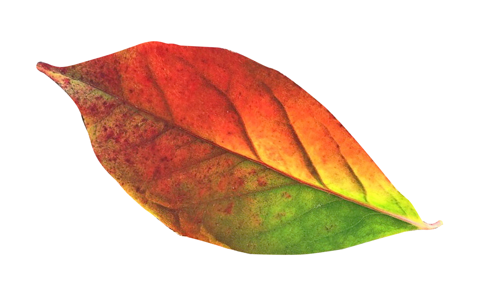 Autumn Leaf Picture PNG Transparent Background 1530x961px - Filesize ...
