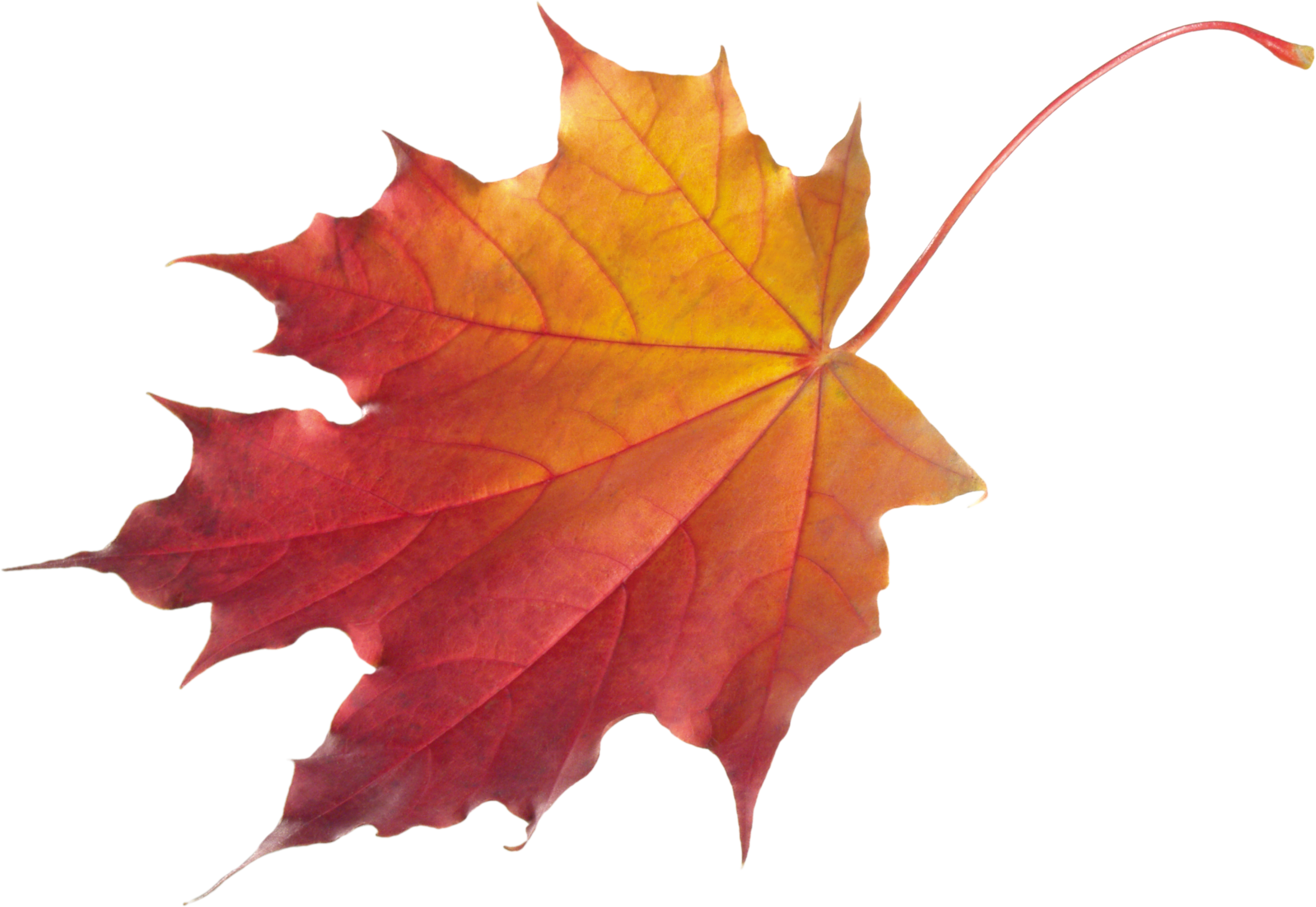 Leaf, Autumn, Spring, Winter, Seasons, Leaf, Images PNG Transparent ...