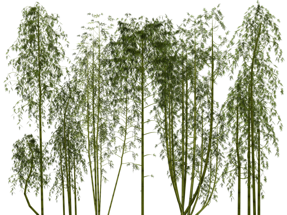 Ivy Bamboo Tree , Sprouting, Cane, Hot Country, Calamus PNG Transparent ...