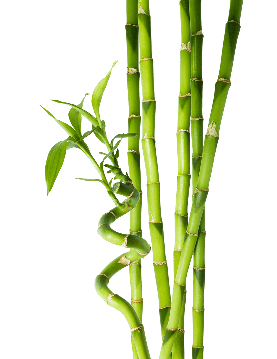 Green Curved Bamboo Tree Hd Photo PNG Transparent Background 952x1235px ...