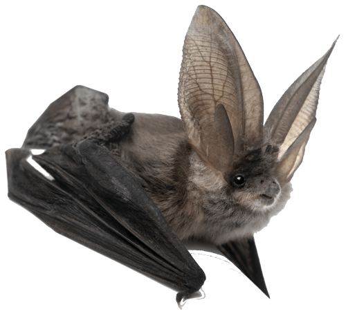 Animal, Little Black Bat Hd PNG Transparent Background 500x457px ...