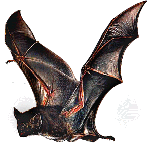 Big Vampire Bat Clipart PNG Transparent Background 300x288px - Filesize ...