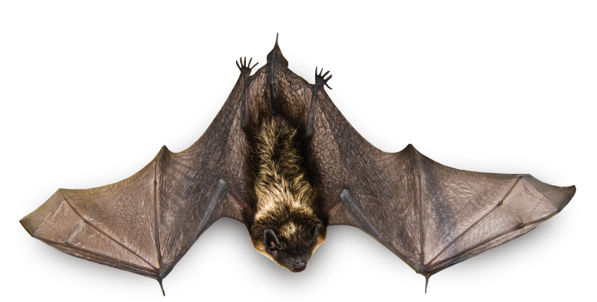 Flying Brown Top View Bat Hd PNG Transparent Background 847x429px ...