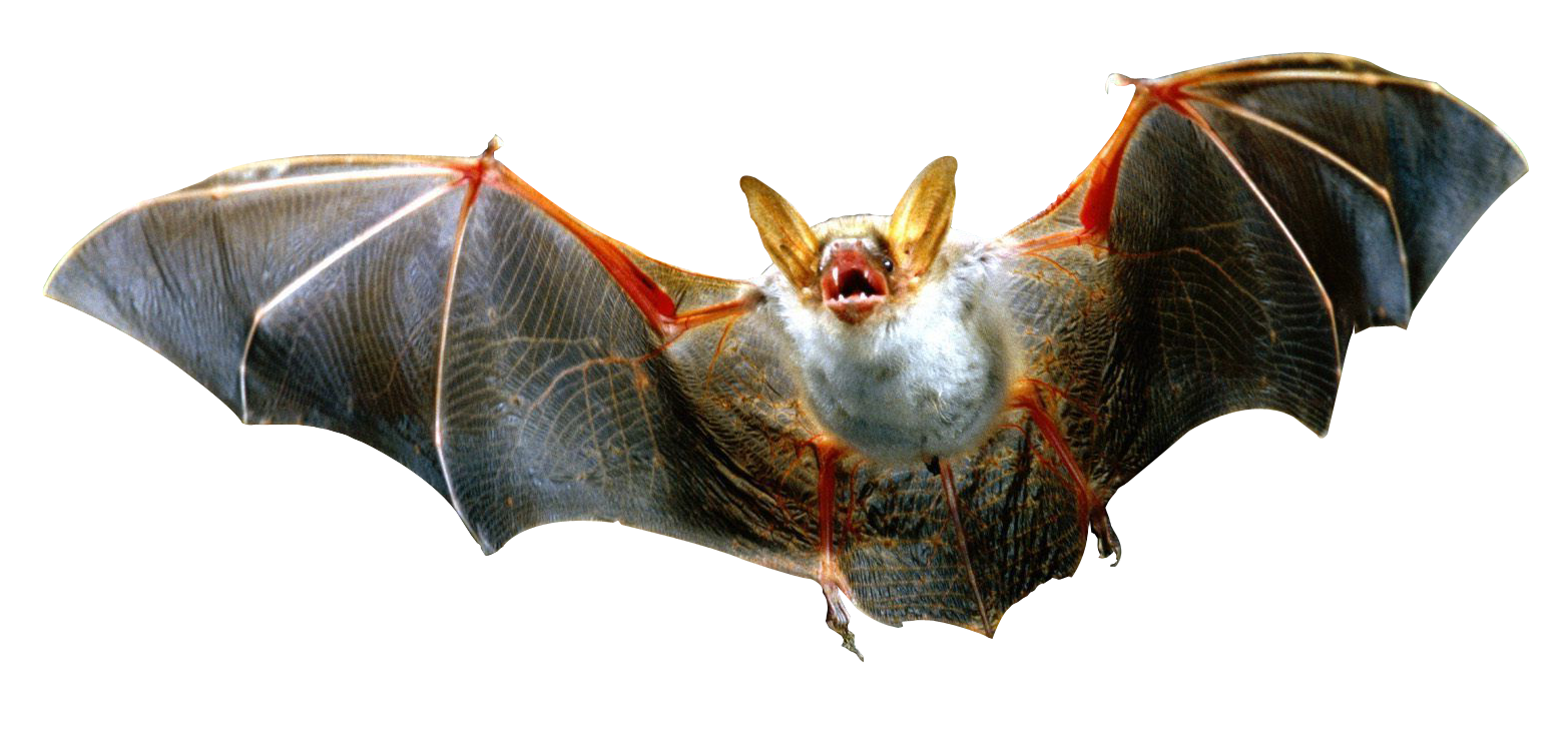 Great White Bodied Flying Bat Hd PNG Transparent Background 1565x732px ...