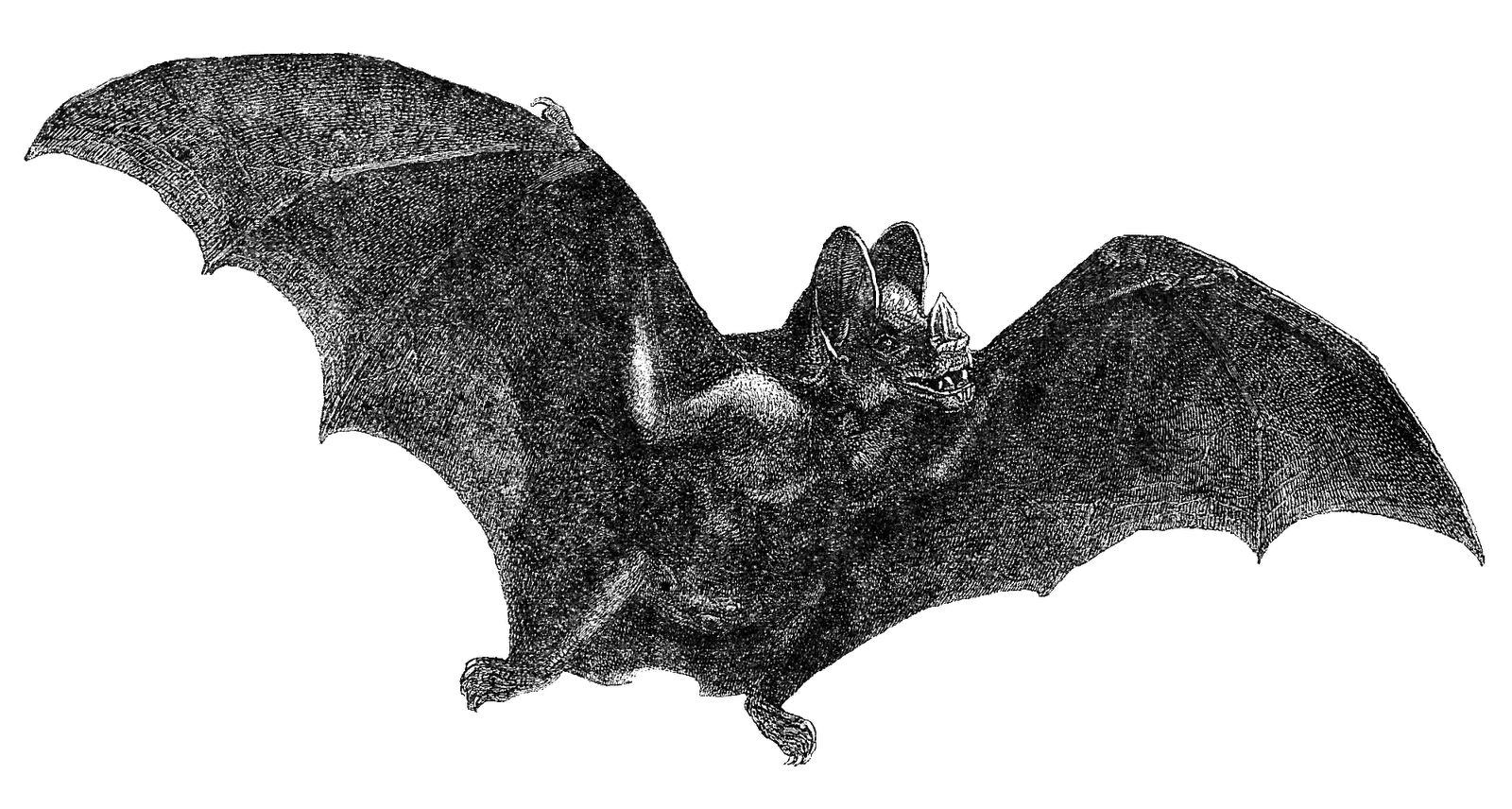 Halloween Scary Black Bat Hd PNG Transparent Background 1600x856px ...