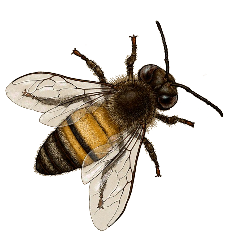 Sideways Bee Download PNG Transparent Background 736x766px - Filesize ...
