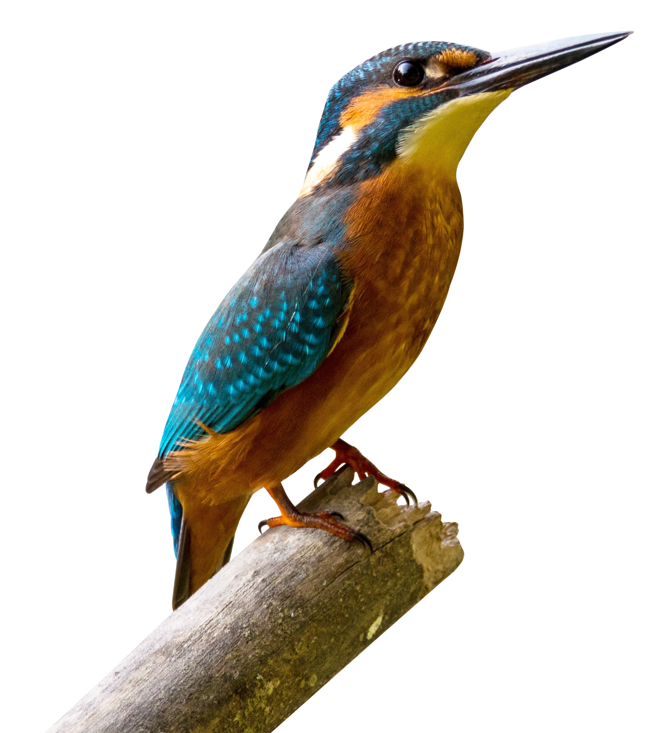 Kingfisher Bird , Branch, Fall, Colorful PNG Transparent Background ...