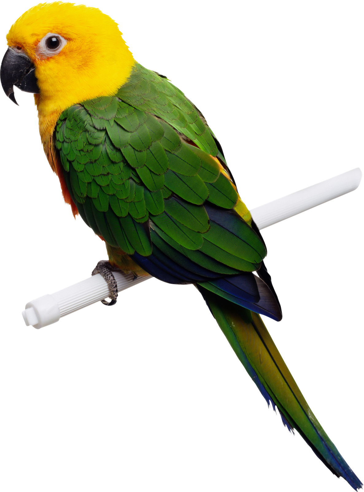 Yellow Bird Parrot PNG Transparent Background 1186x1600px - Filesize ...