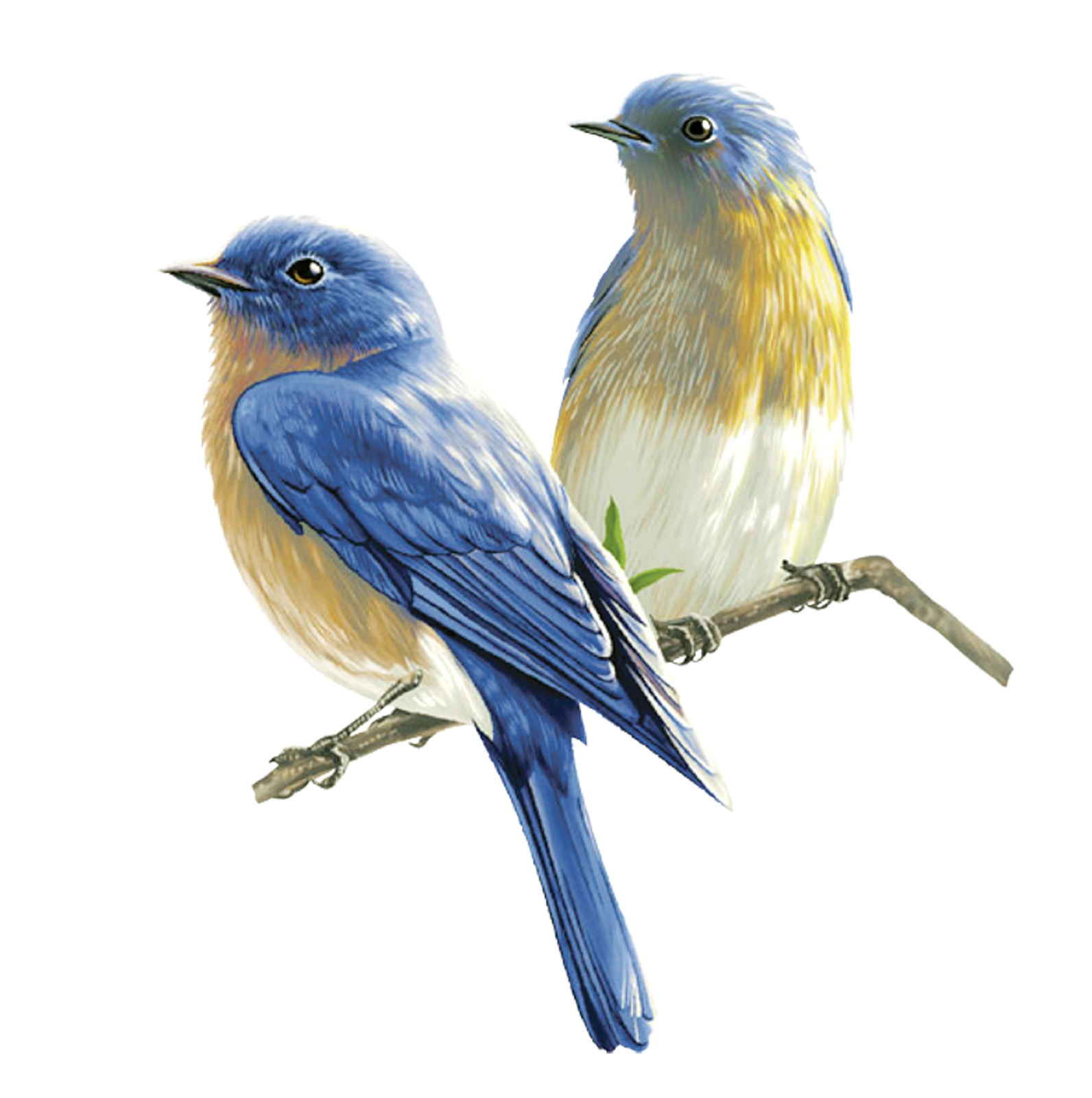 Double Birds Hd Download, Branch, Glance, Migration PNG Transparent ...