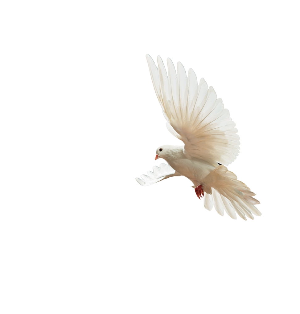 Flying White Dove Bird, Noble, Flight, White, Variety PNG Transparent ...