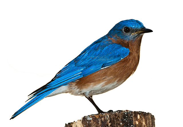 Cartoon Blue Sparrow Picture, Illustrations, Types, Naturalness PNG ...