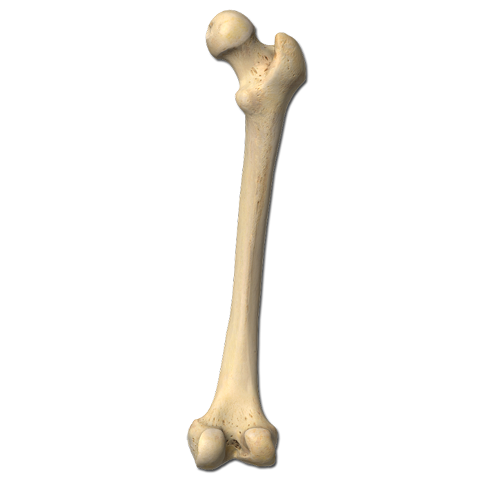 Bones Picture PNG Transparent Background 700x700px - Filesize: 114111kb ...