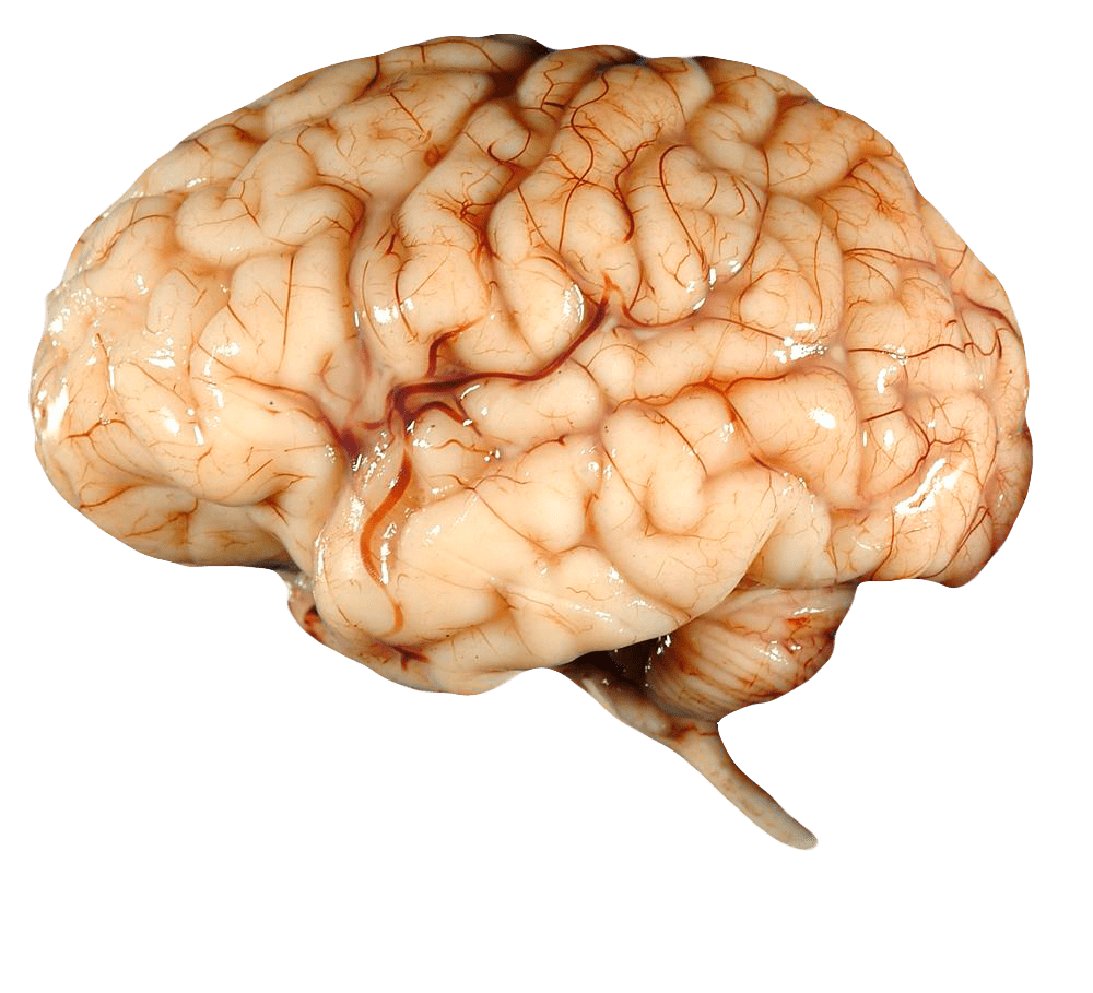 Real Brain Icon PNG Transparent Background 1000x909px - Filesize ...