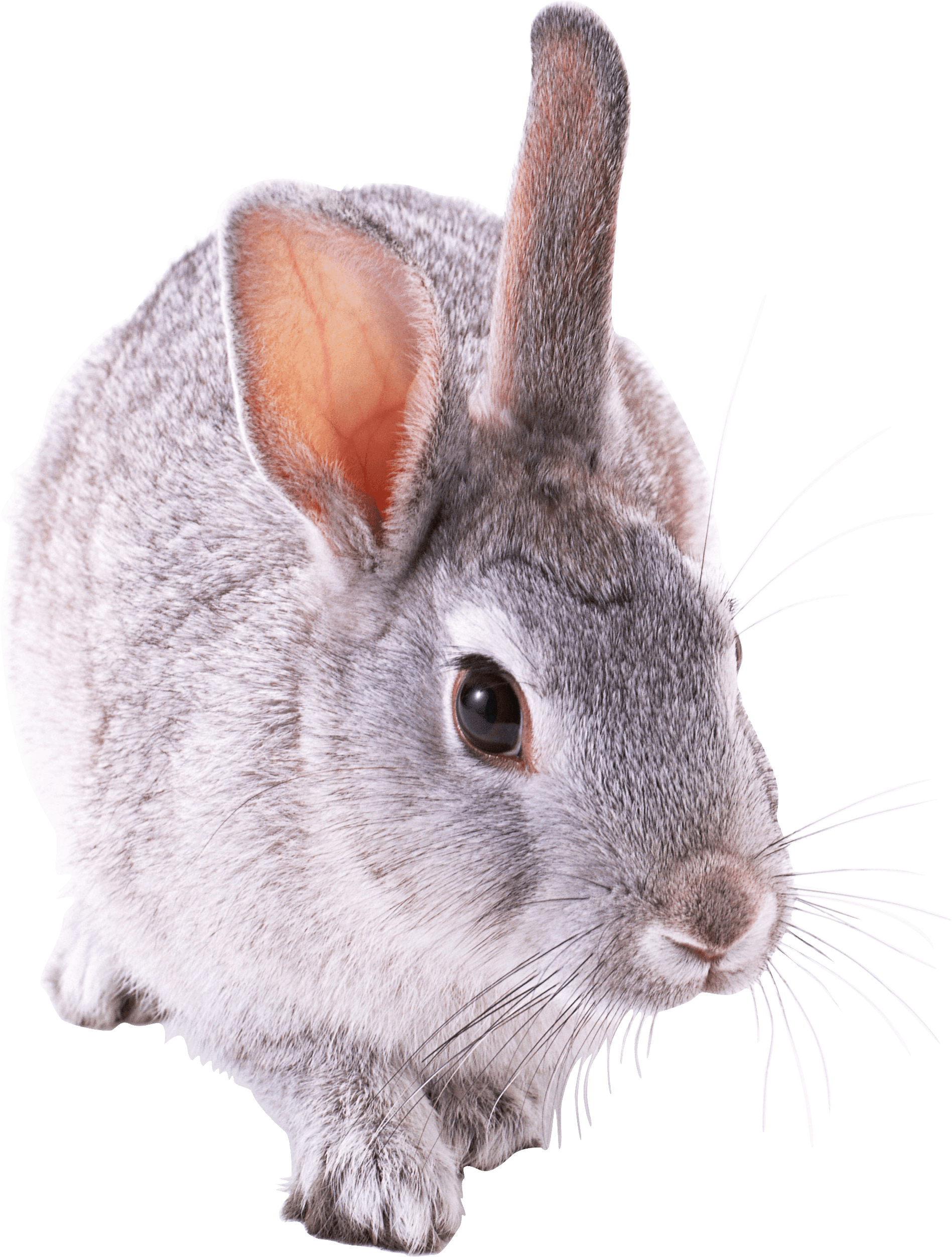Gray Rabbit Walking Hd PNG Transparent Background 1897x2504px ...