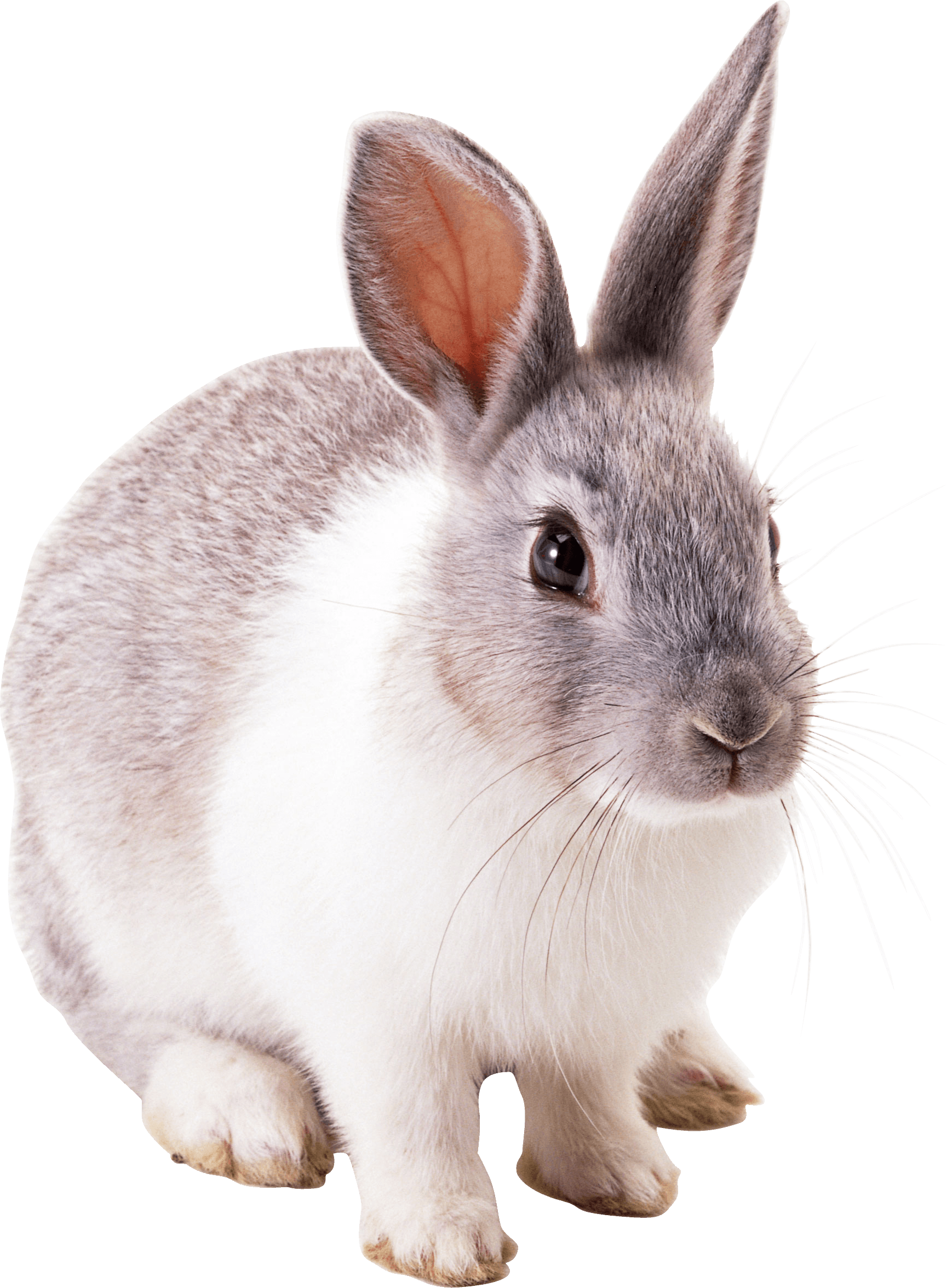 Gray White Bunny Image PNG Transparent Background 1729x2351px ...