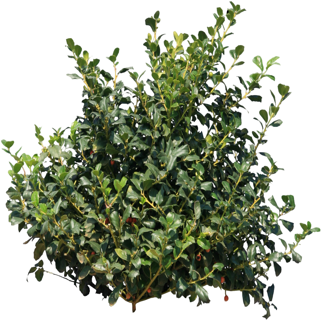 Classic Bush Images Free PNG Transparent Background 1024x1024px ...