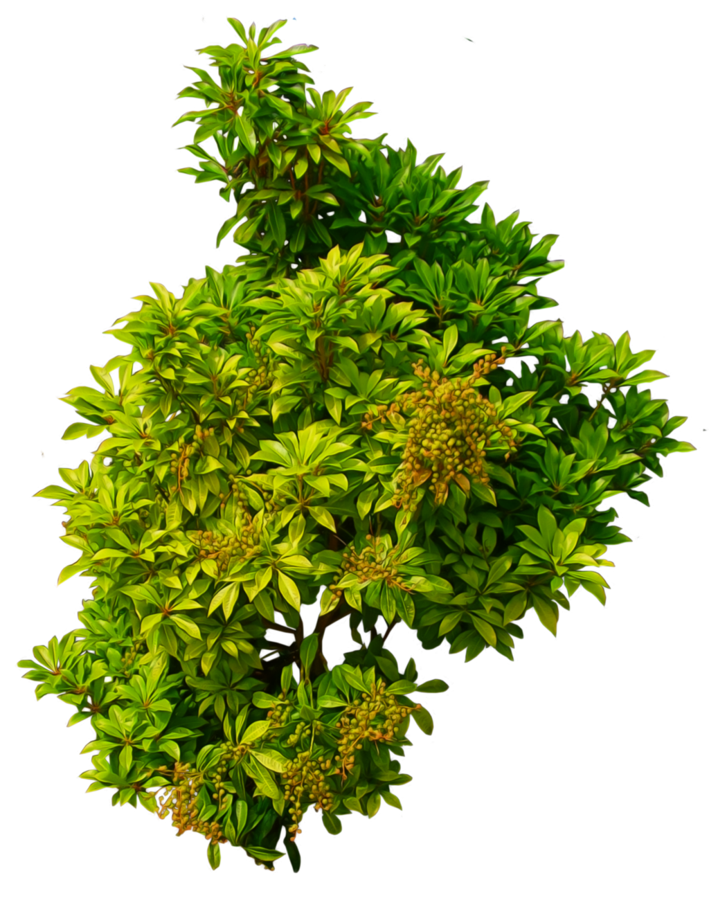 Green Bush Graphics Hd PNG Transparent Background 1024x1323px ...