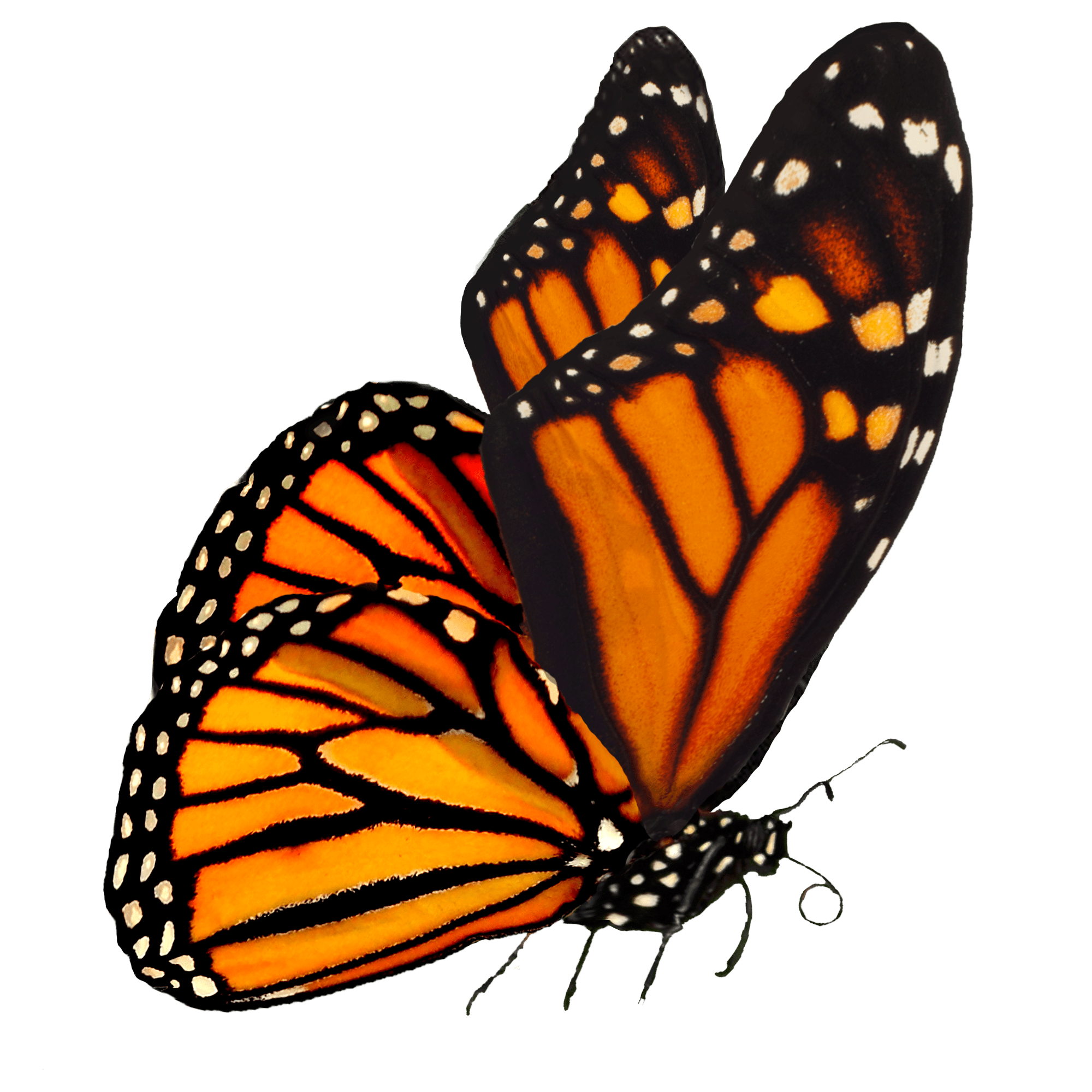 Butterfly PNG Vector Images with Transparent background - TransparentPNG