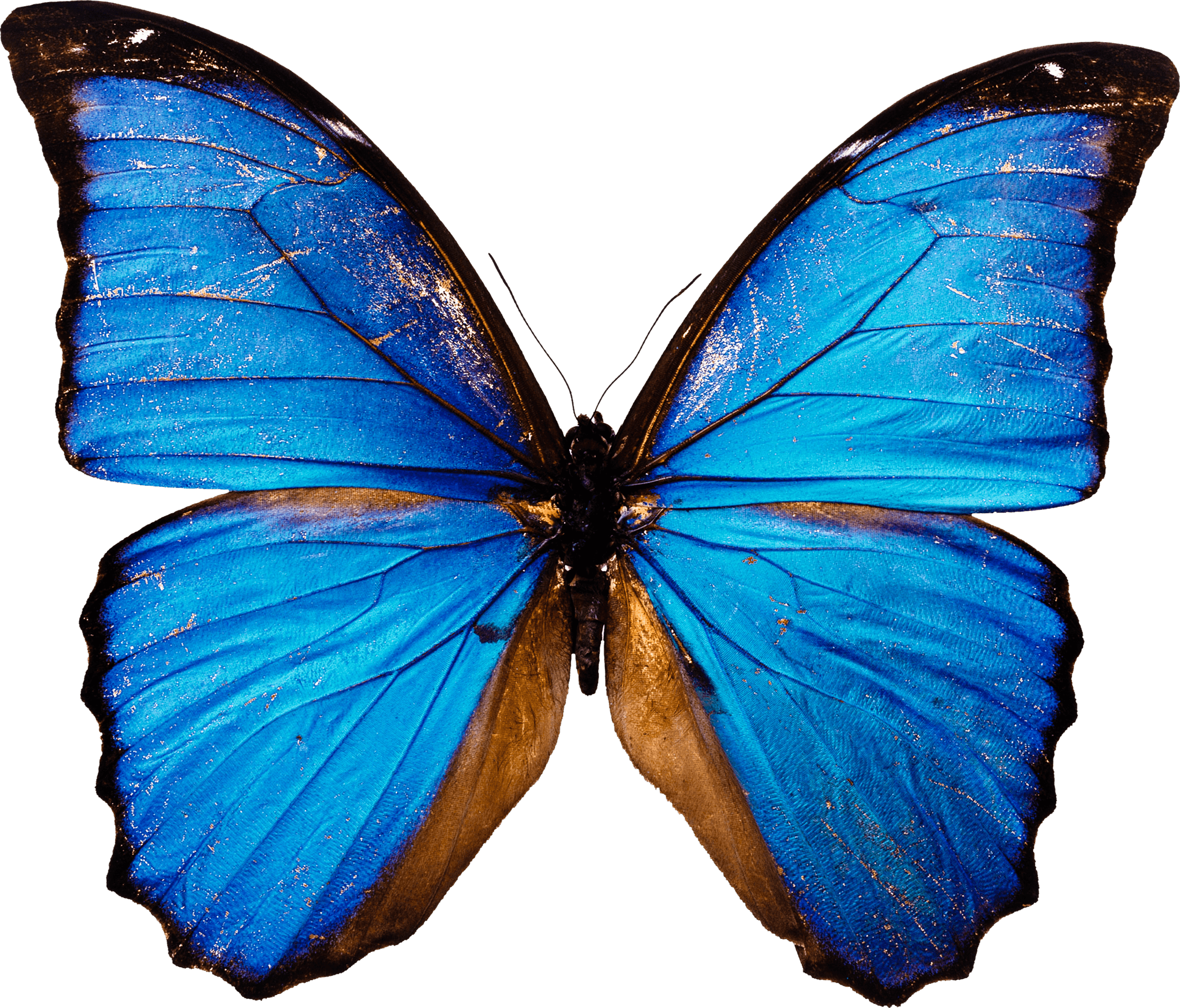Decorative Colorful Butterfly Hd Download, Leaf, Variety, Cocoon PNG ...