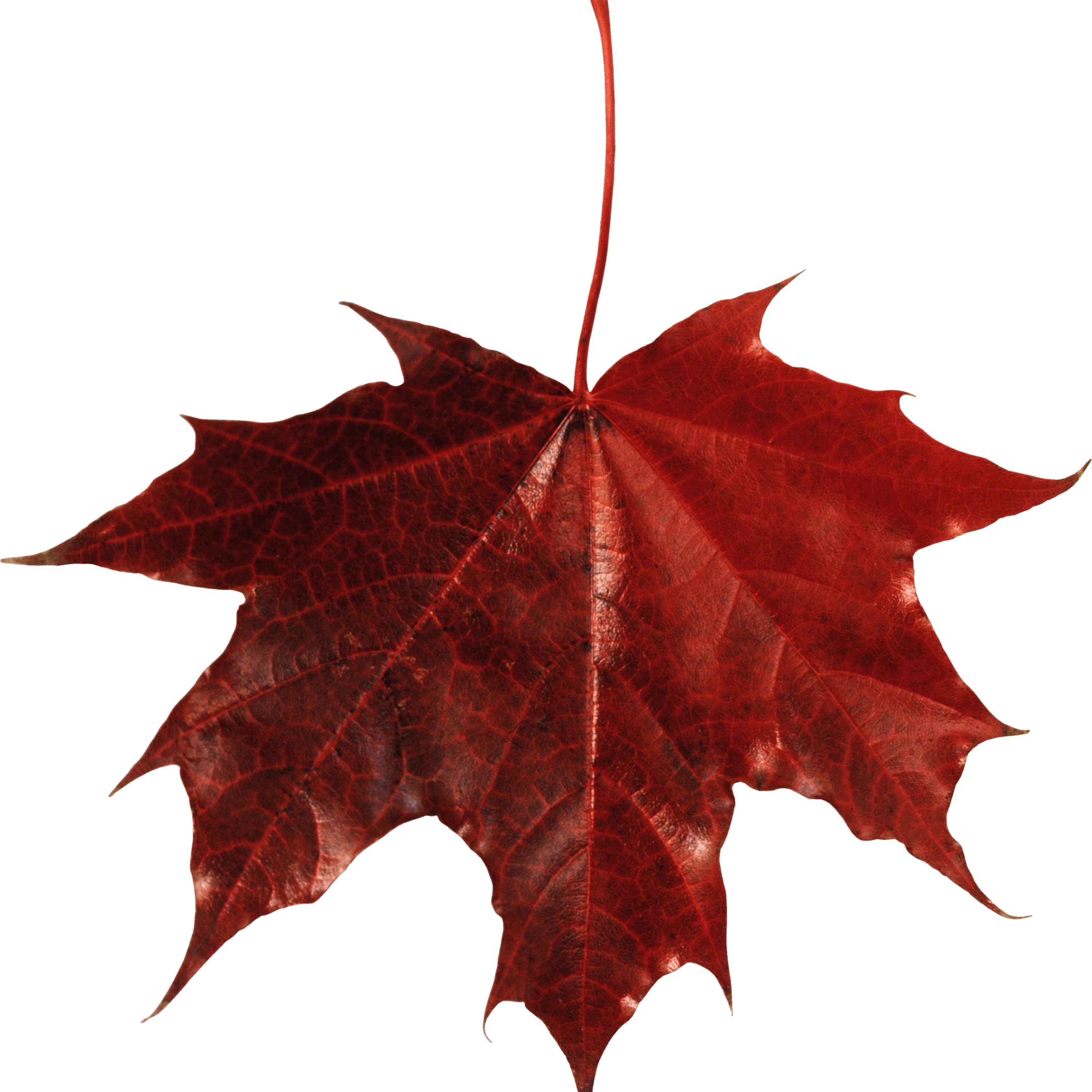 New Maple Leaf Canada PNG Transparent Background 3000x3000px - Filesize ...