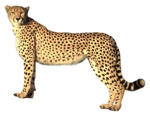 Cheetah Cut Out PNG Transparent Background 500x381px - Filesize ...