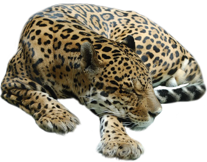 Cheetah Sleep Transparent - 17587 - TransparentPNG