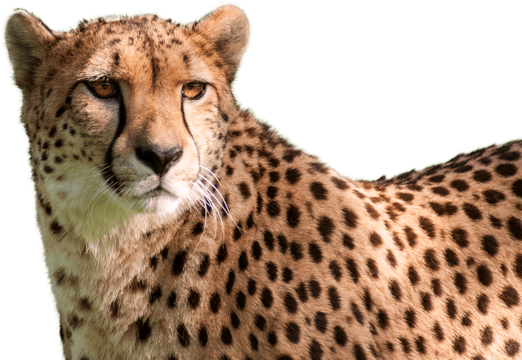 Cheetah Face 15 PNG Transparent Background 1053x727px - Filesize ...