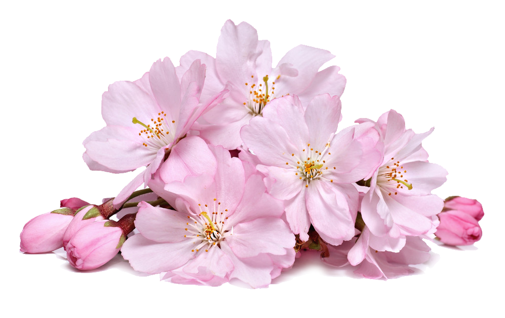 Cherry Blossom Cut Out PNG Transparent Background 1000x630px - Filesize ...