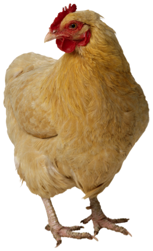 Chicken Free Cut Out PNG Transparent Background 314x514px - Filesize ...