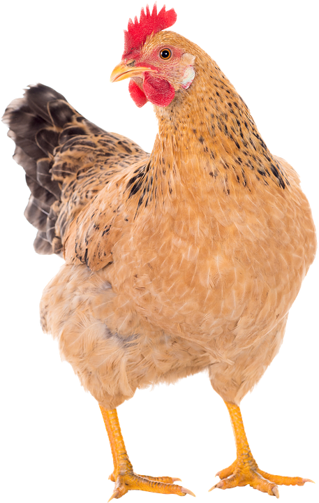 Chicken PNG Vector Images with Transparent background - TransparentPNG