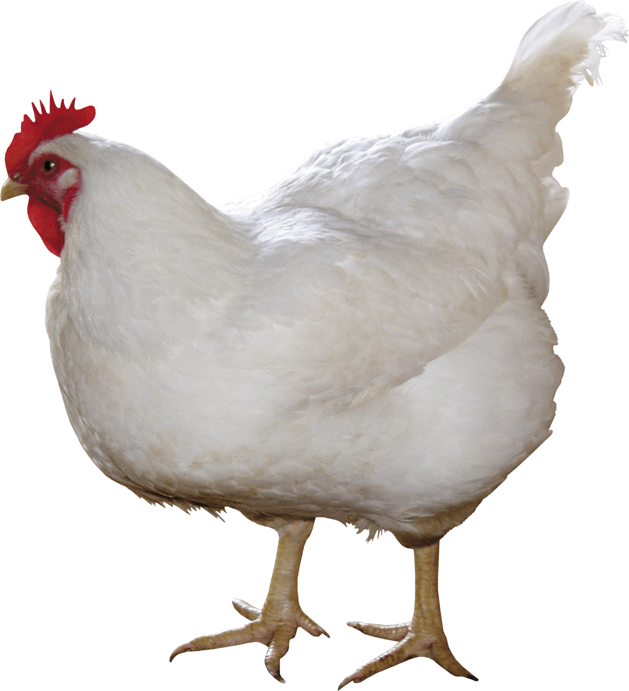 Chicken Cut Out PNG Transparent Background 2055x2256px - Filesize ...