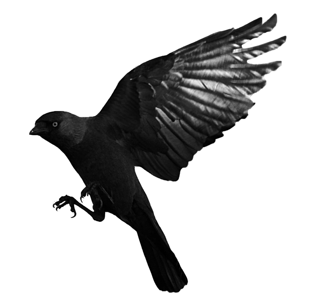Crow PNG Vector Images with Transparent background - TransparentPNG