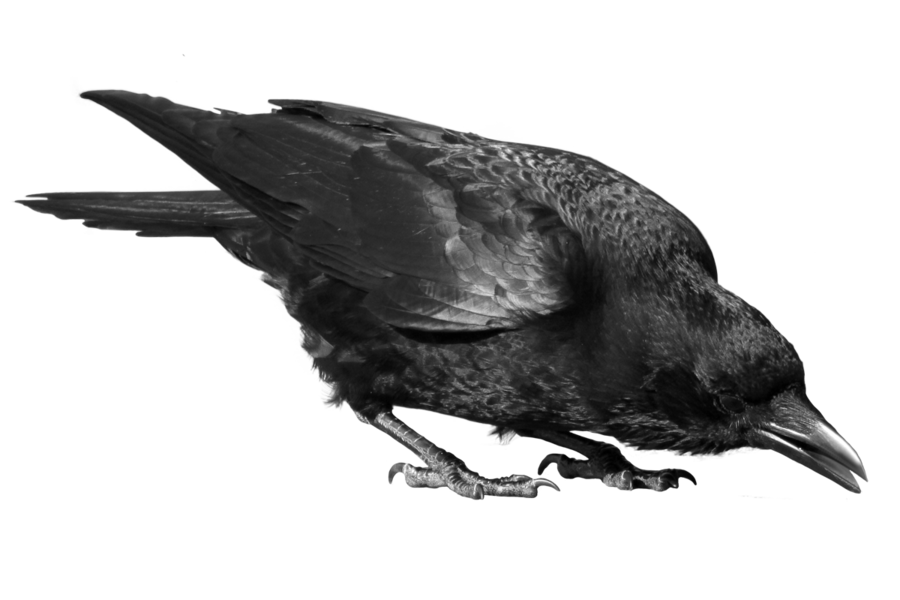 Crow PNG Transparent Background 900x600px - Filesize: 157872kb ...