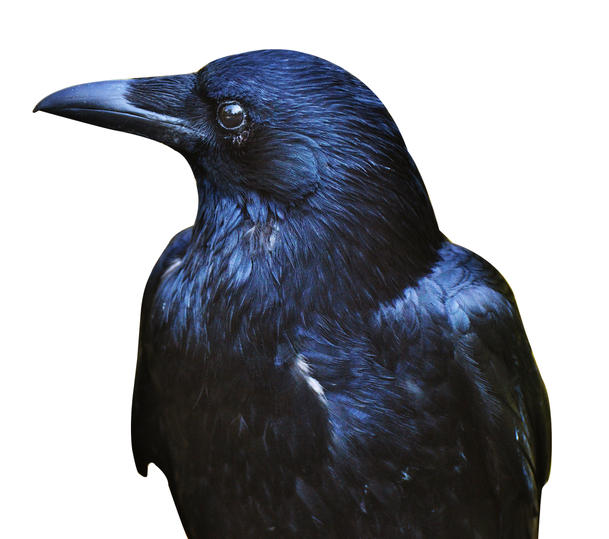 Crow Free Cut Out PNG Transparent Background 1204x1065px - Filesize ...