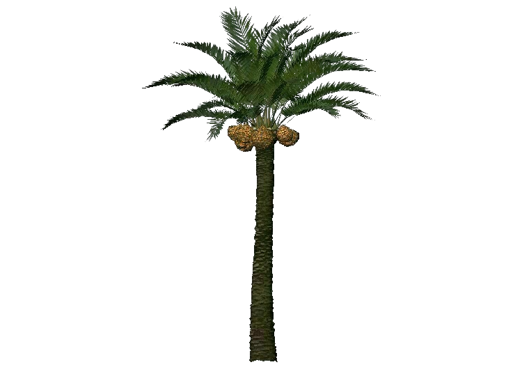 Date Palm Image PNG Transparent Background 750x527px - Filesize ...