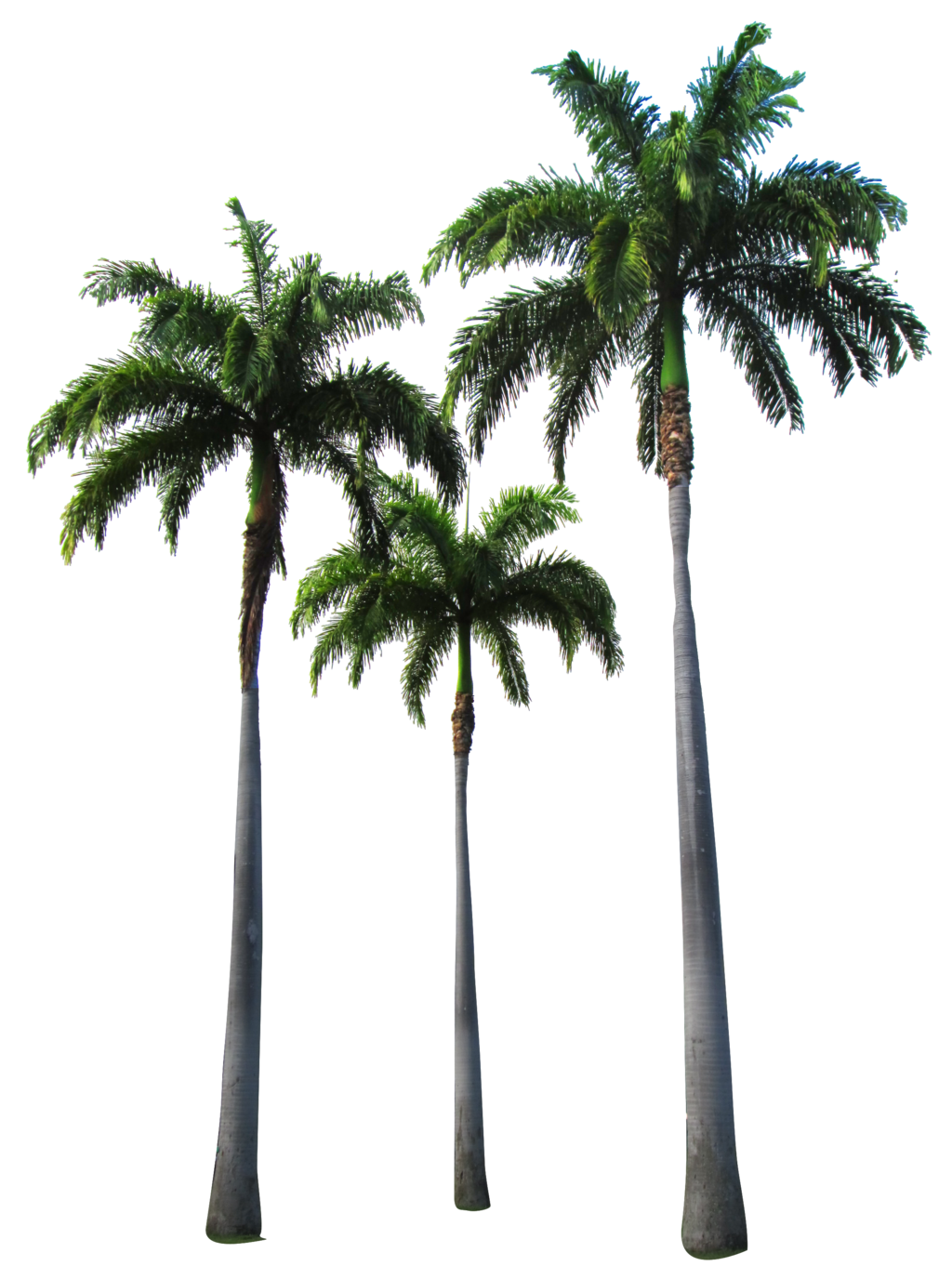 Date Palm PNG Transparent Background 1024x1376px - Filesize: 1018575kb ...