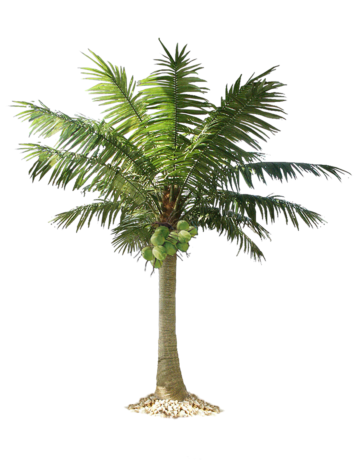 Tree Date Palm Photos PNG Transparent Background 1221x1600px - Filesize ...