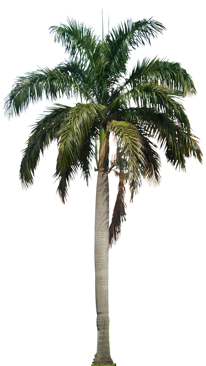 Tropical Plant, Date Palm Images PNG Transparent Background 676x1200px ...