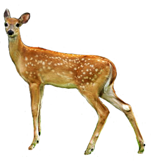Nice Female Deer, Doe Picture PNG Transparent Background 295x315px ...